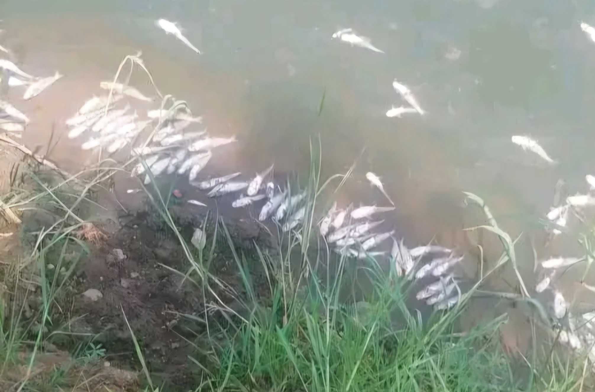 Department issue update on mortality incident at Nandoni Dam - Limpopo ...