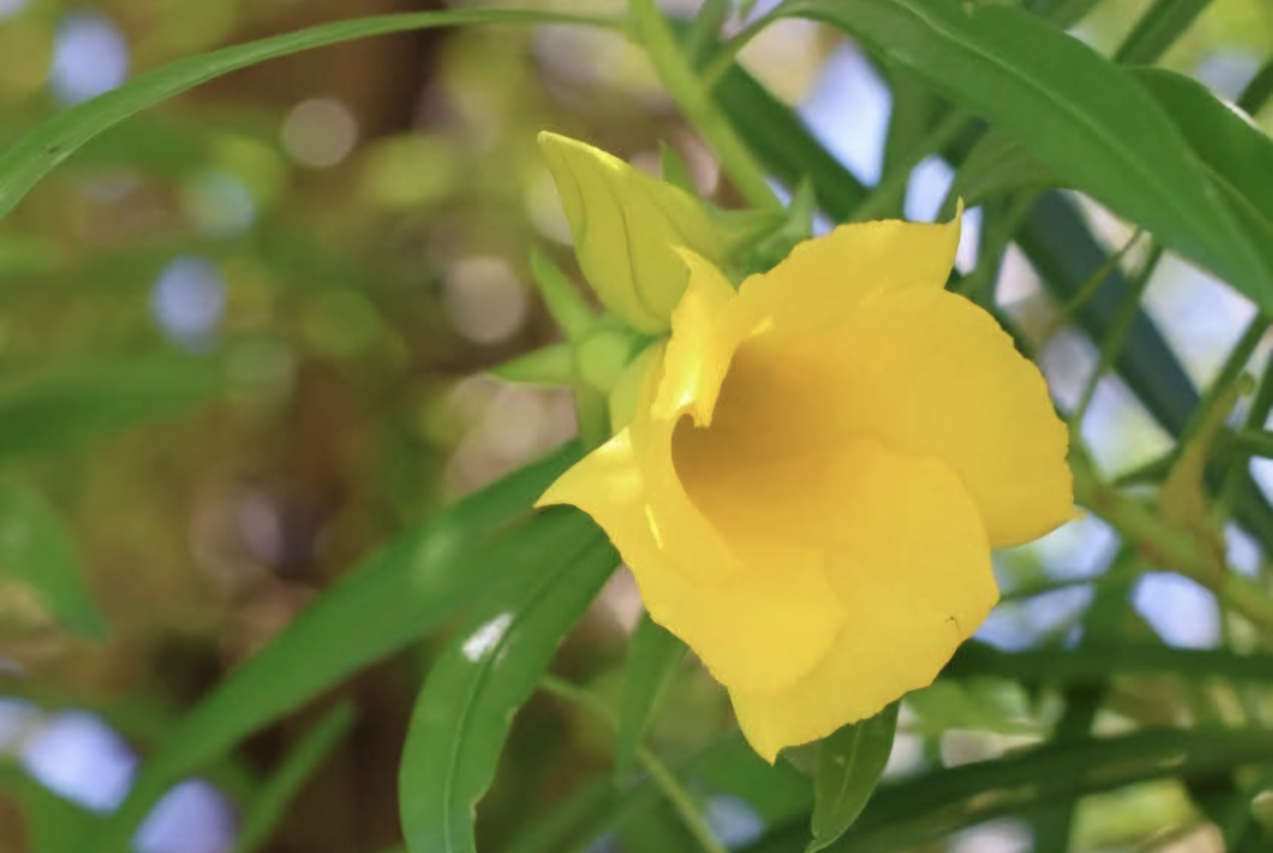 Limpopo toddlers die after eating leaves from a Cascabela tree ...