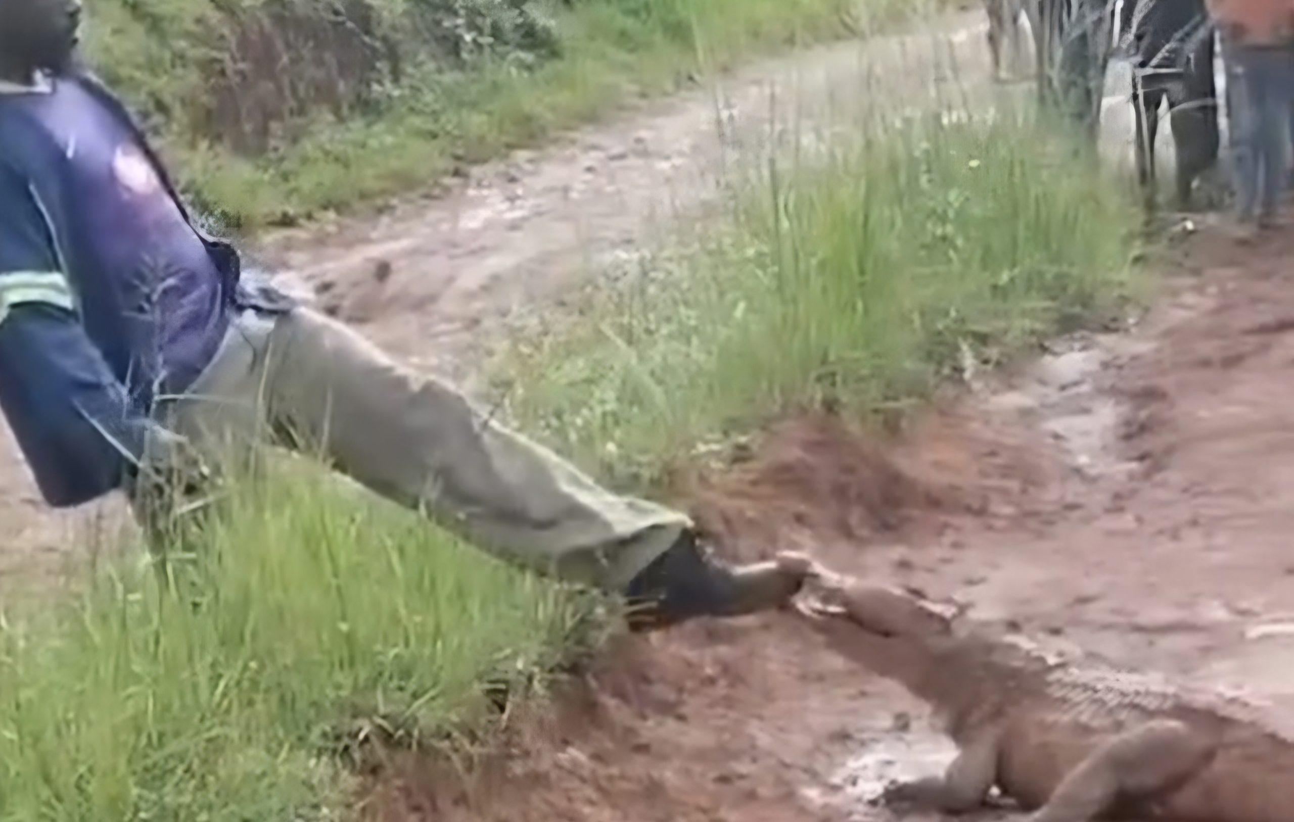 Vhanyai arrested for torturing a crocodile in Duthuni - Limpopo Chronicle