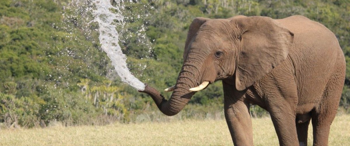 Home - Limpopo Chronicle